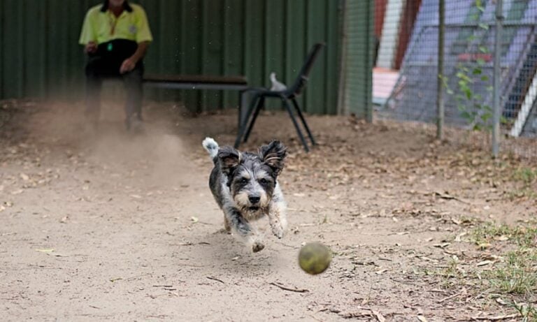 The Animal Welfare League of Queensland (AWLQ) is opening up its Gold ...