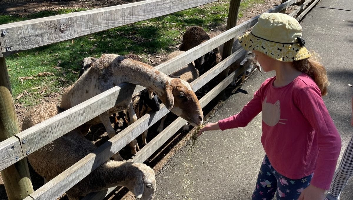 White Ridge Farm | A Hands On Farm Experience | www.familiesmagazine.com.au