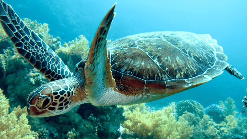 Turtle Facts for Kids: Fascinating Facts for School Projects