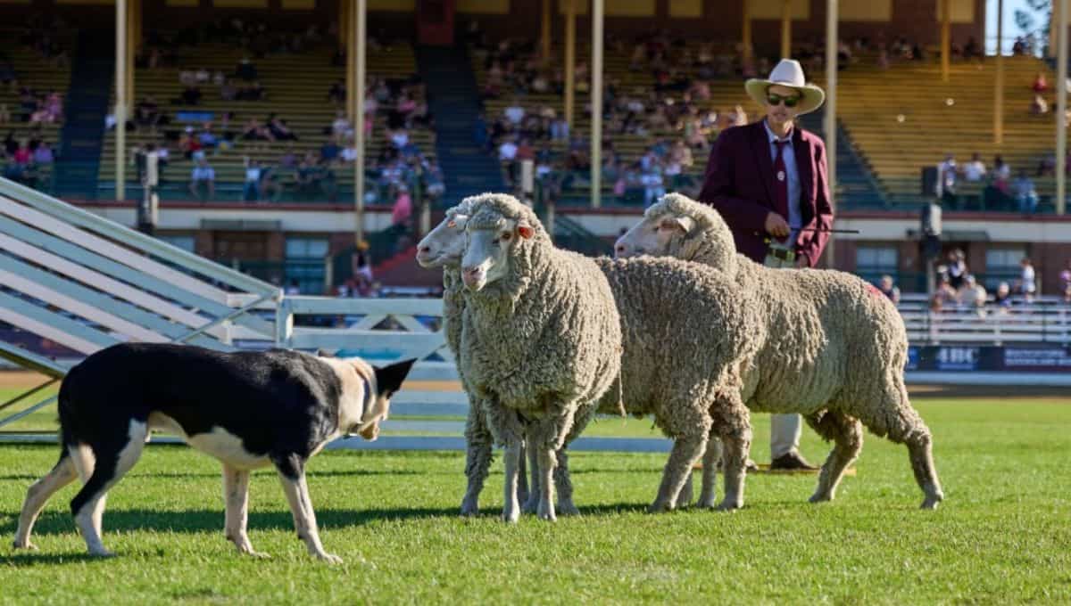 Ekka Animals: 10,000 Reasons to Visit the Royal Show