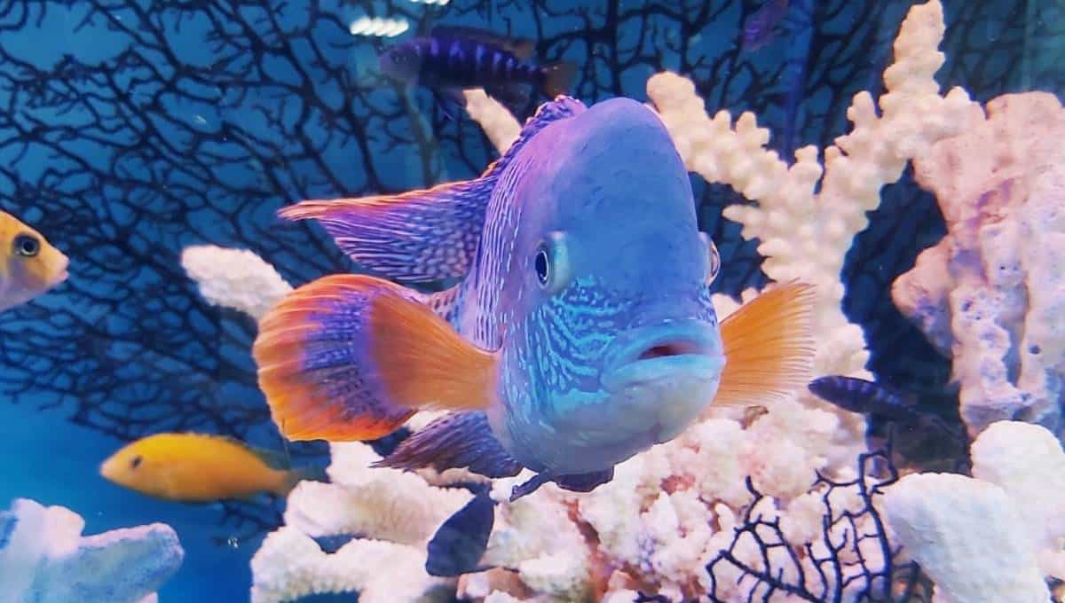 Ekka Animals: 10,000 Reasons to Visit the Royal Show